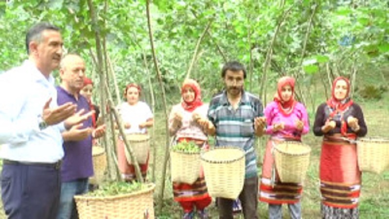 2018 FINDIK HASADI DUA VE KEMENÇE İLE BAŞLADI | Gurbetçi Giresun Haber
